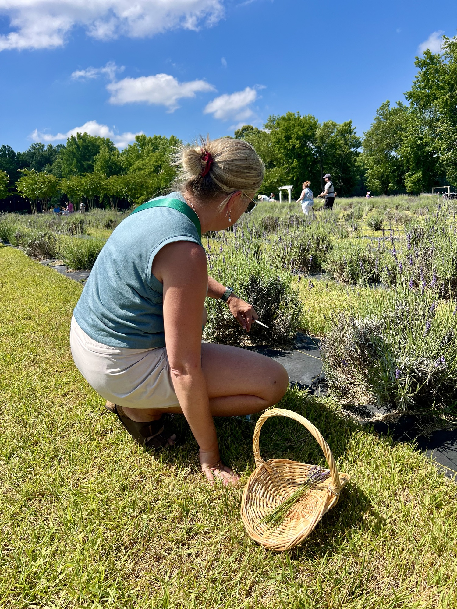 Sweethaven Lavender – 6/15/2024 – Nic of Time – Travel